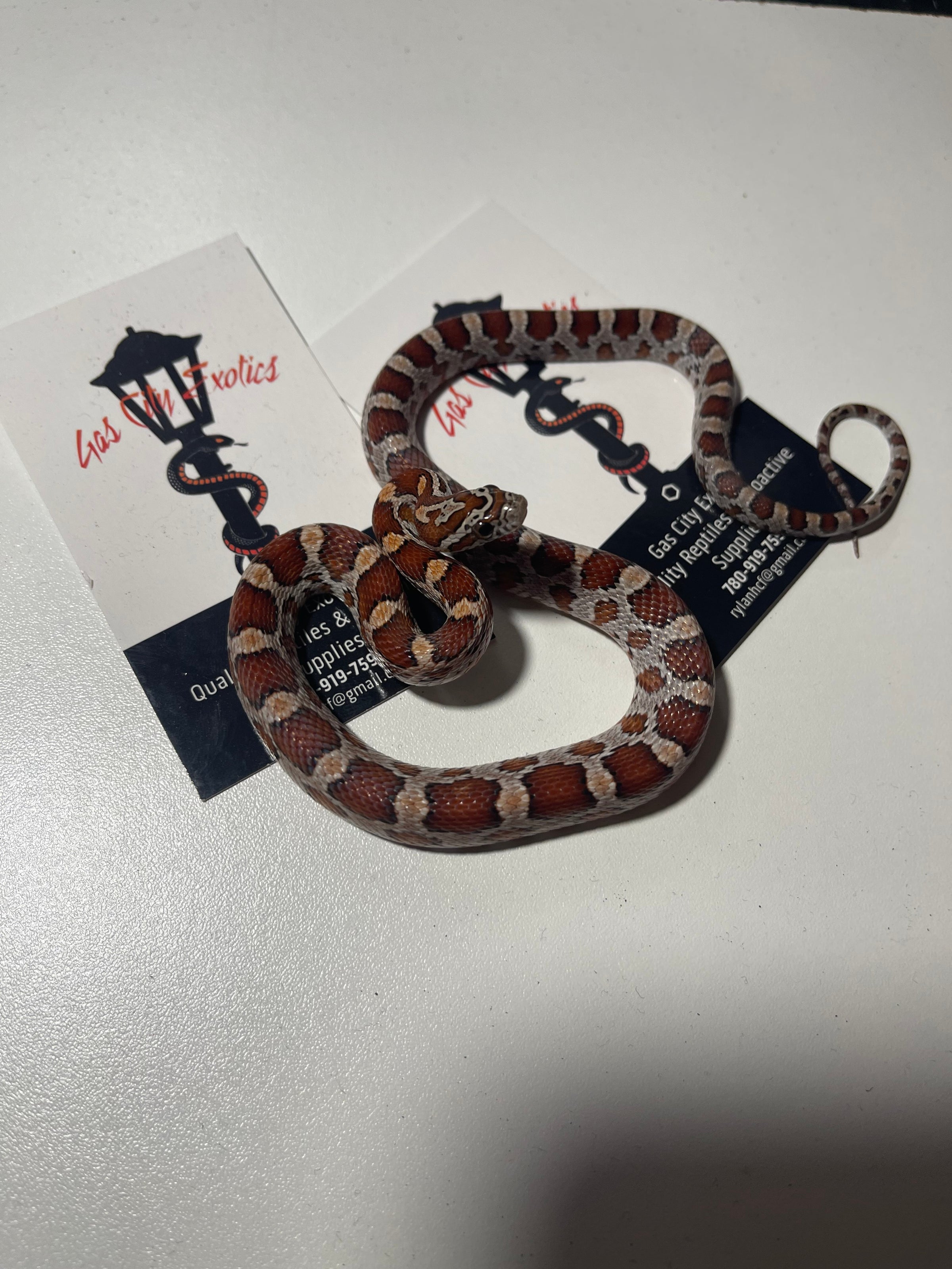 Normal Corn Snake