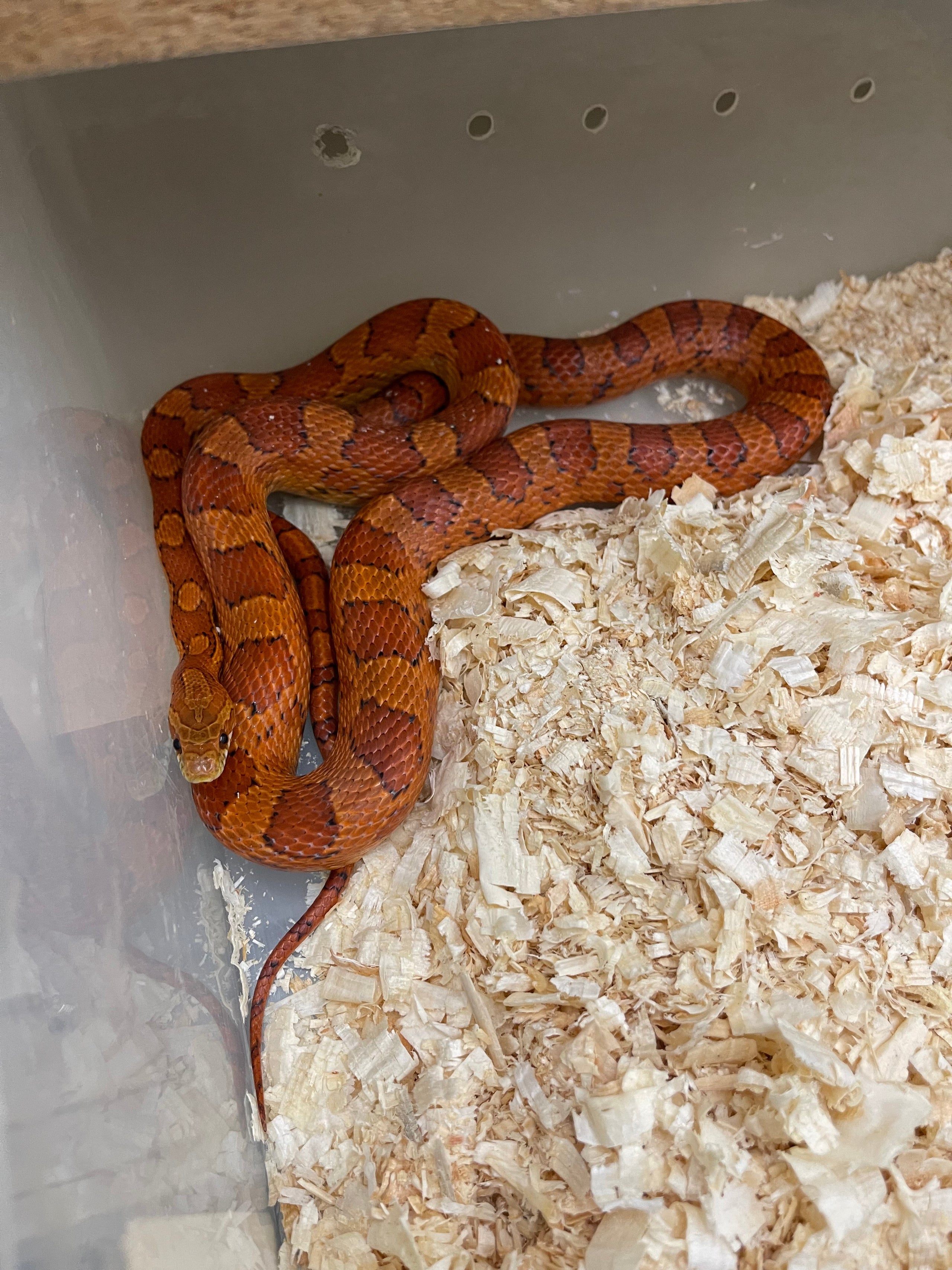 Sunkissed Corn Snake